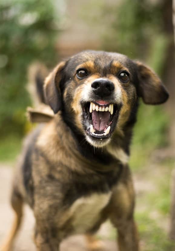 Comment dresser un chien agressif ? - Esprit Dog