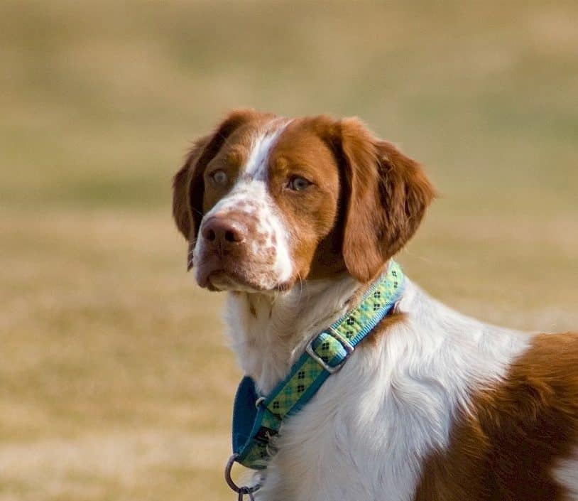 L’Épagneul breton - Esprit Dog - Fiches de race