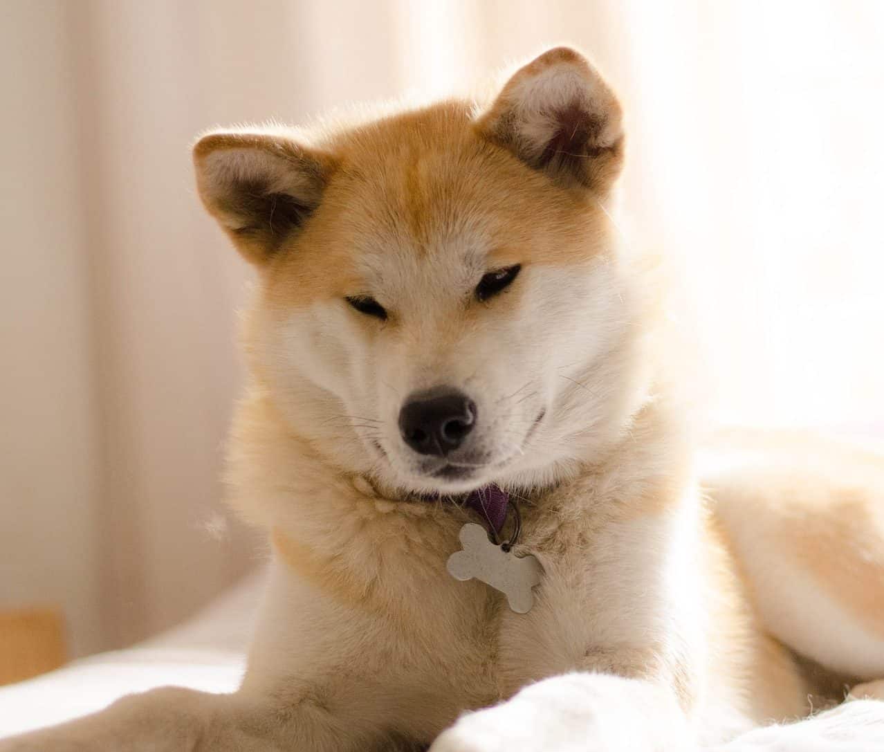 L’Akita Inu - Esprit Dog - Fiches de races