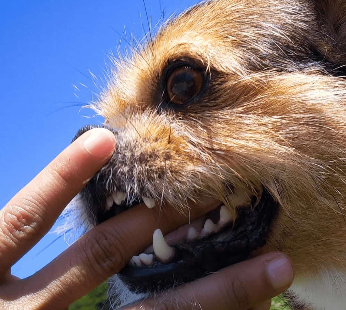 Chien qui mord les doigts : comment faire