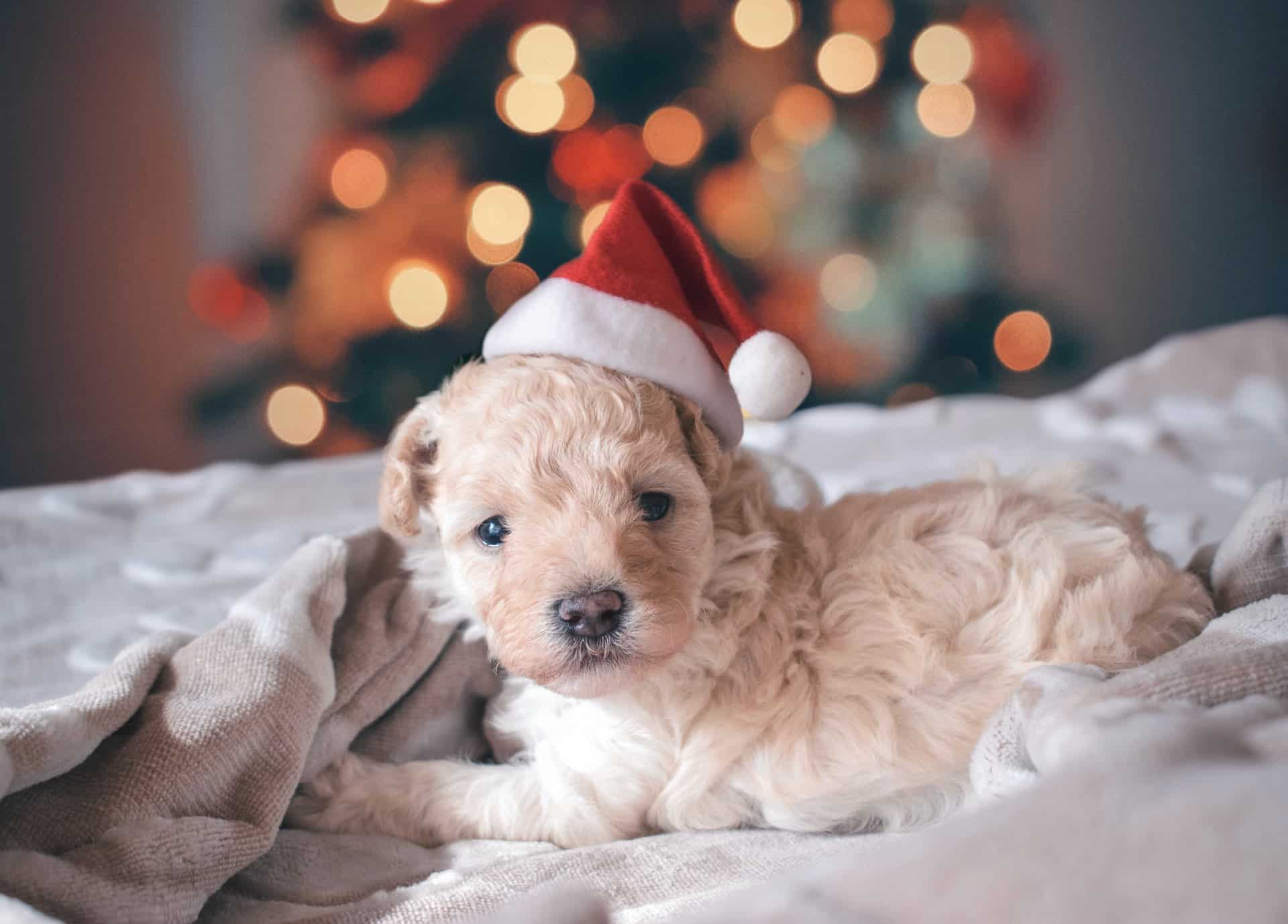 Oui, un chiot peut être offert à Noël ! - Esprit Dog