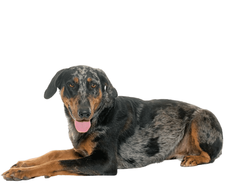 Le Beauceron | Fiche de race | espritdog.com