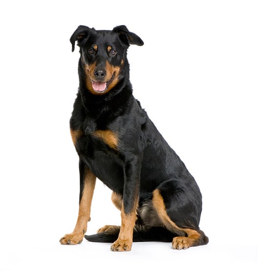 Le Beauceron (berger de beauce) : chien de berger exceptionnel
