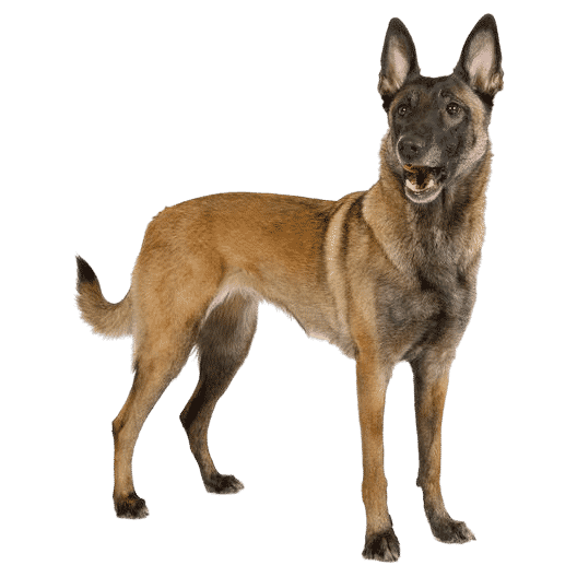Le Malinois, un chien de berger actif et pertinent