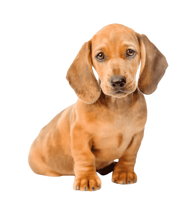 Le teckel - Esprit Dog - Fiches de race