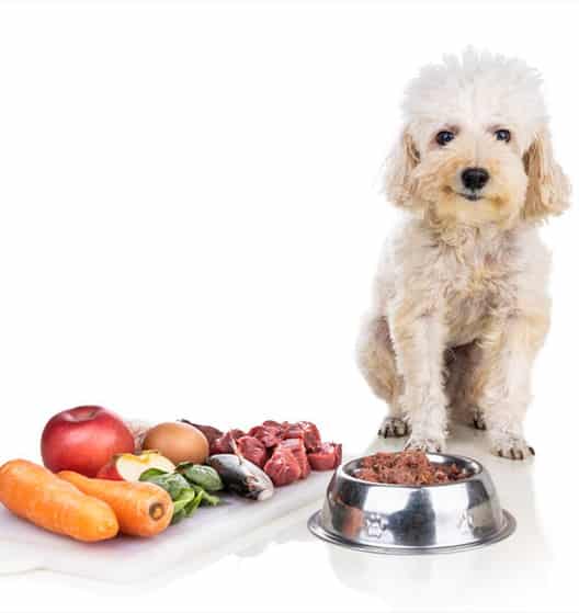 Modes d'alimentation pour votre chien : lequel choisir ? | Esprit dog
