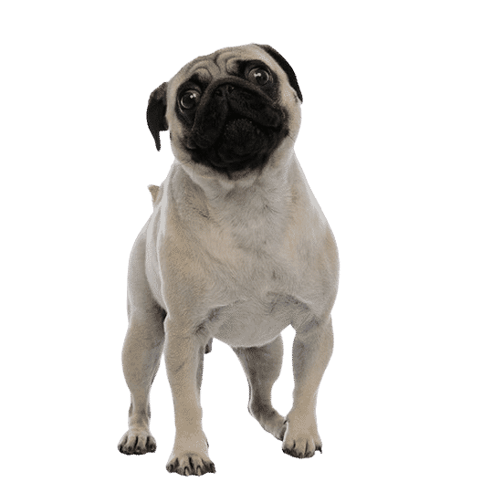 Le Carlin, une race de chien affectueuse pour un maître patient