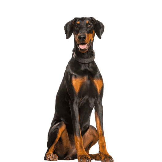 Le Dobermann, un chien de type molosse aussi fort que sensible