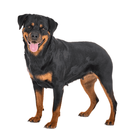 Le Rottweiler, un molosse au tempérament énergique
