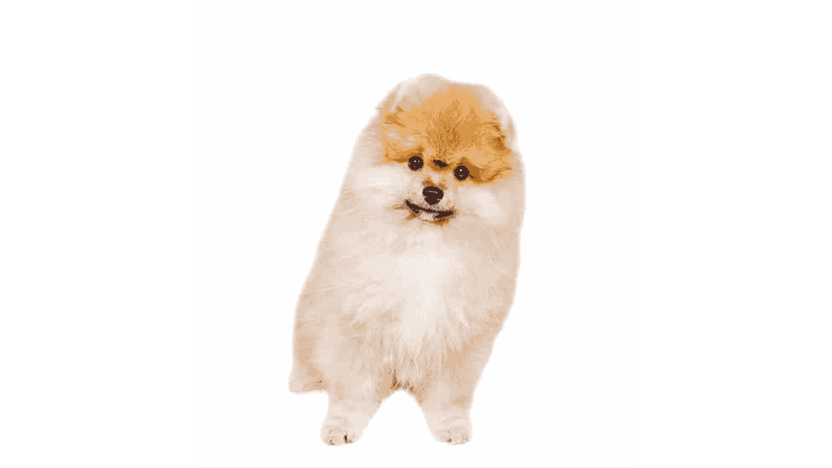 Le Spitz Allemand nain, une race de petit chien vif et intelligent