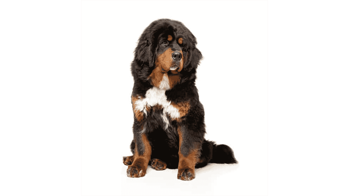 Le Dogue du Tibet, tout sur un molosse qui va à son propre rythme