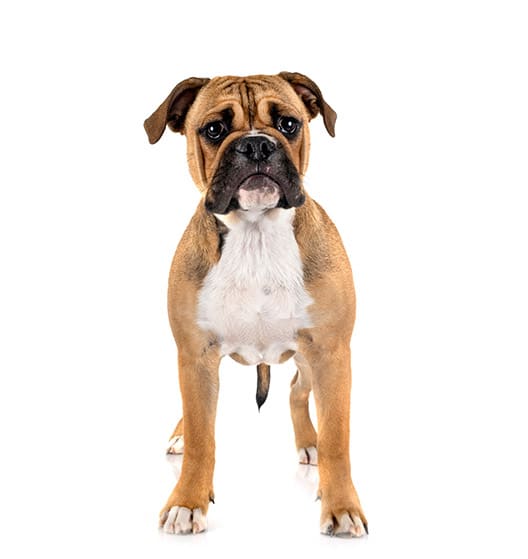 Le Bulldog Continental, une race de chien autonome peu répandue