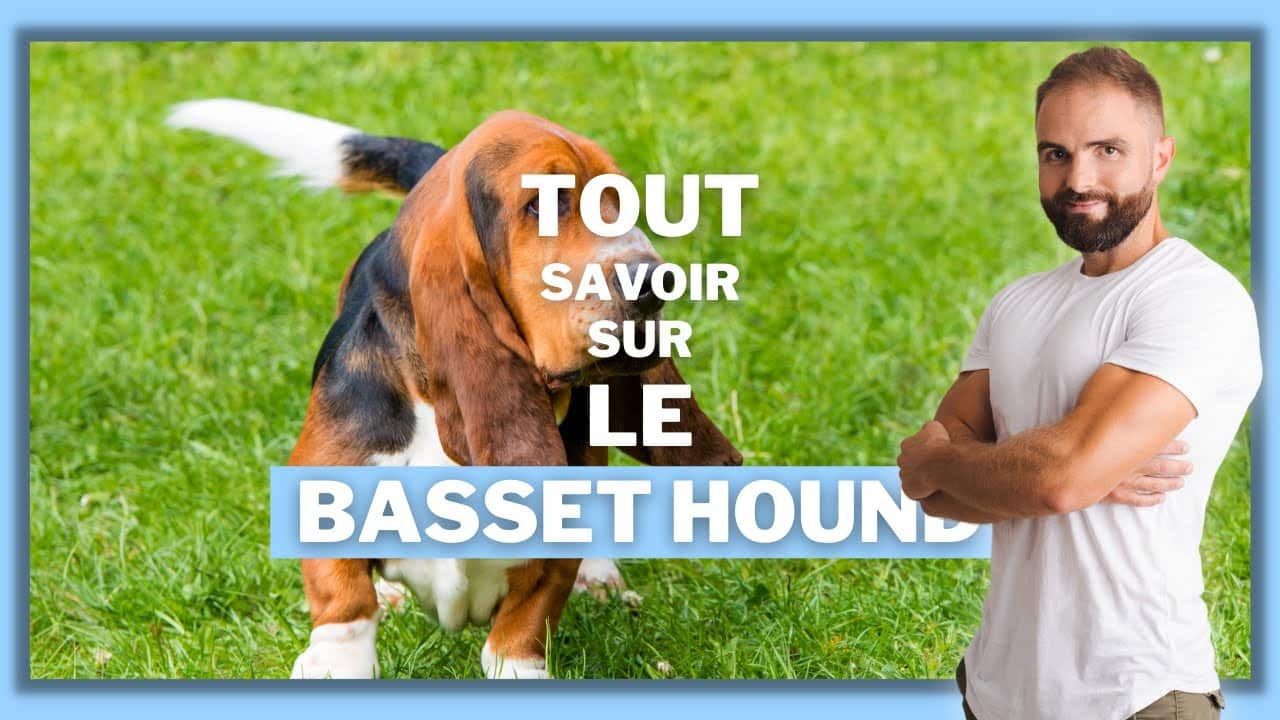 Le Basset Hound, tout savoir sur ces chiens - Esprit Dog