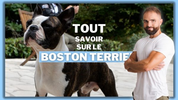 Le Boston Terrier, tout savoir sur ces chiens - Esprit Dog