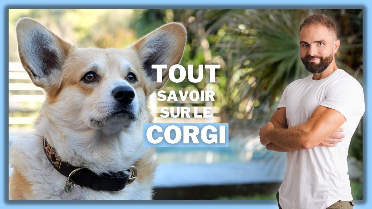 Le Corgi, tout savoir sur cette race de chien - Esprit Dog