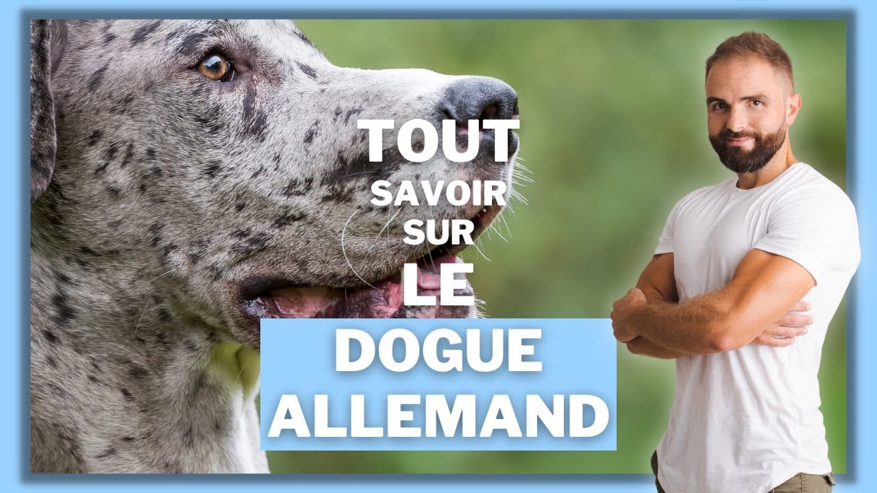 Le Dogue allemand, tout savoir sur le Grand Danois - Esprit Dog
