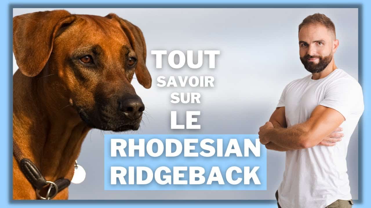 Le Rhodesian Ridgeback, tout savoir sur ces chiens - Esprit Dog