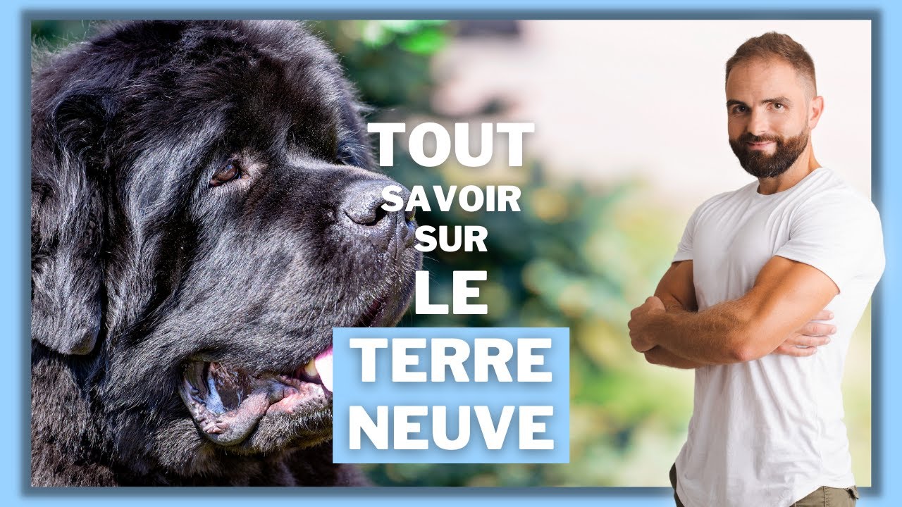 Le Terre-Neuve, tout savoir sur le Newfie - Esprit Dog