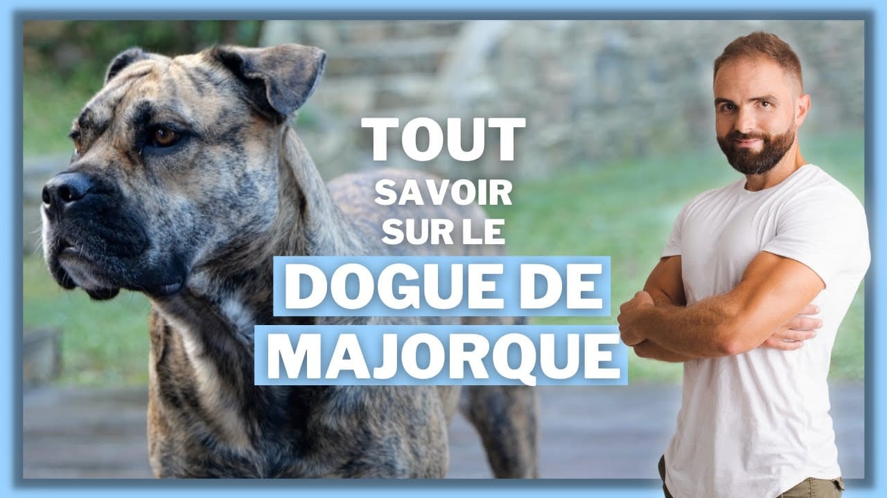 Le Dogue de Majorque, tout savoir sur le Ca de Bou - Esprit Dog