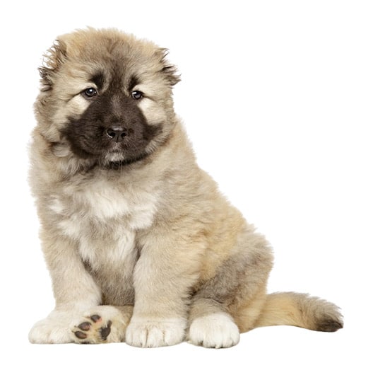 Le Berger du Caucase, tout savoir sur ce chien géant